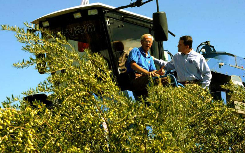 investing in Morocco, The 5th largest producer and exporter of olive ...