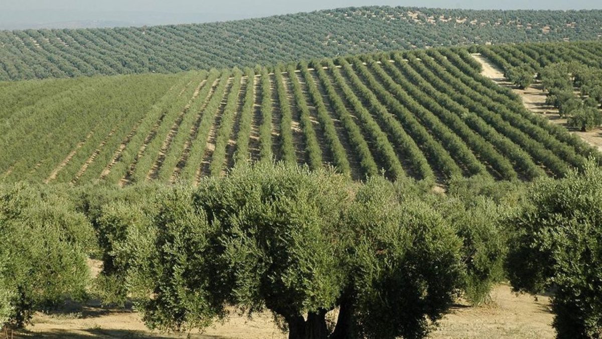 investing in Morocco, The 5th largest producer and exporter of olive ...